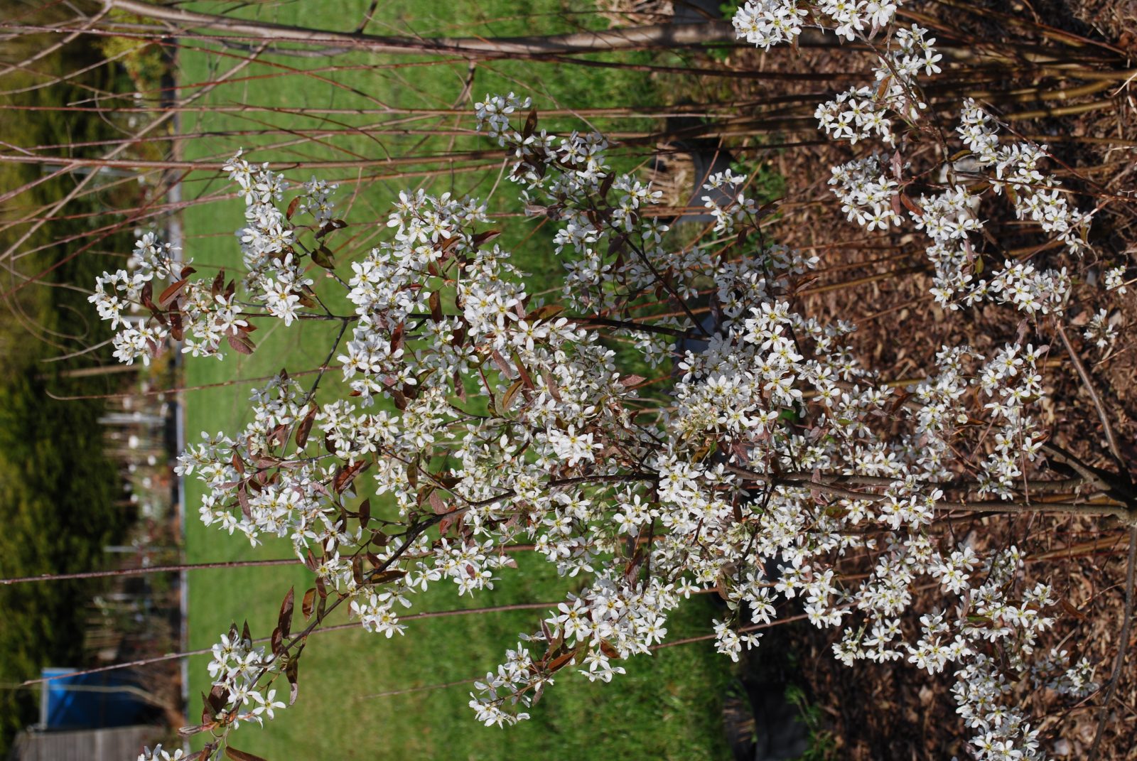 Amelanchier Lamarckii | Emerald Plants