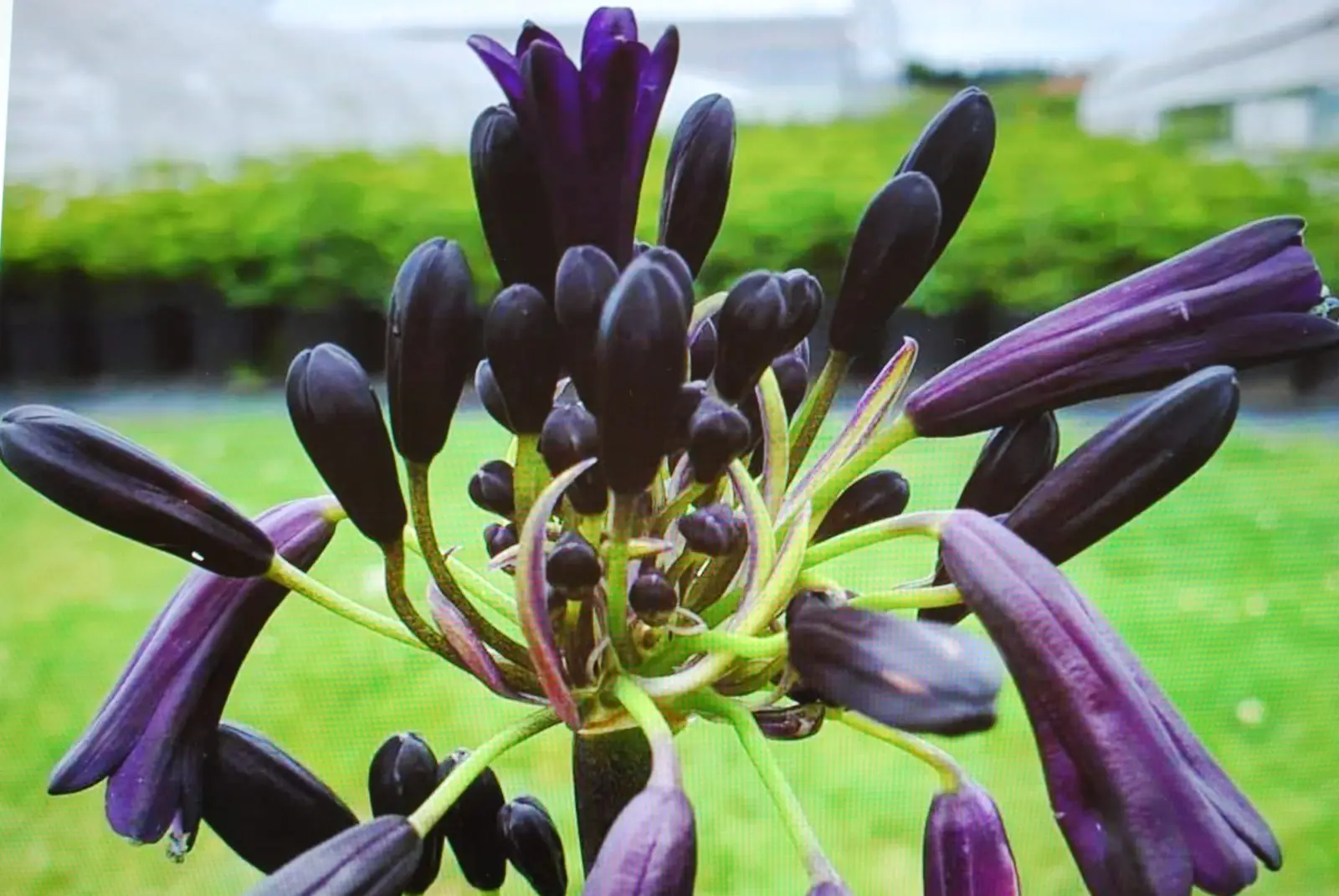 Dark Magic Flowers Agapanthus Black Magic Hi Res Stock Photography And