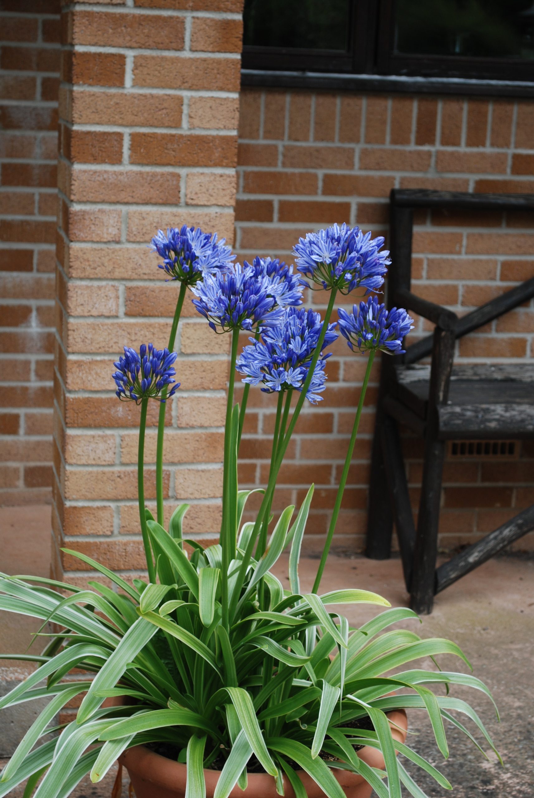 Agapanthus Africanus Heavenly Grace | Emerald Plants