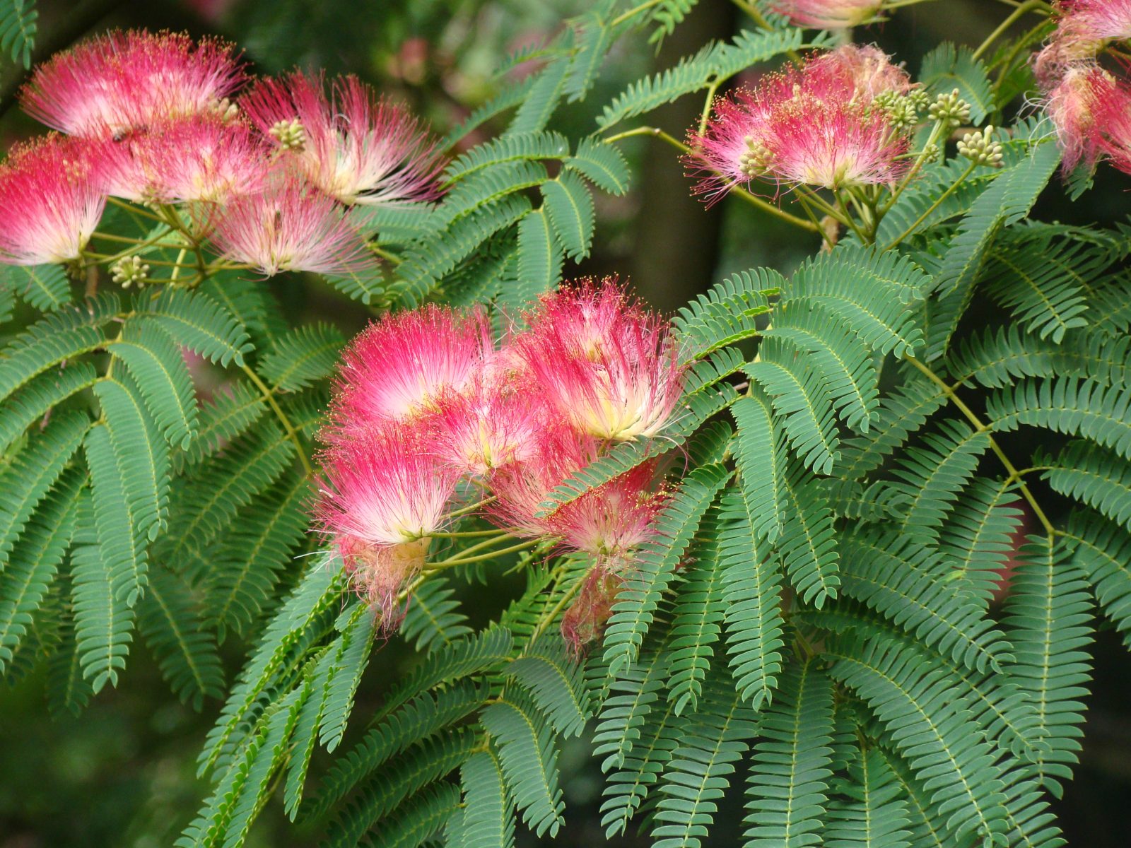 Pink Silk Tree Albizia Julibrissin Rosea At Sandra Raines Blog Pink Silk Tree Albizia Julibrissin Rosea At Sandra Raines Blog