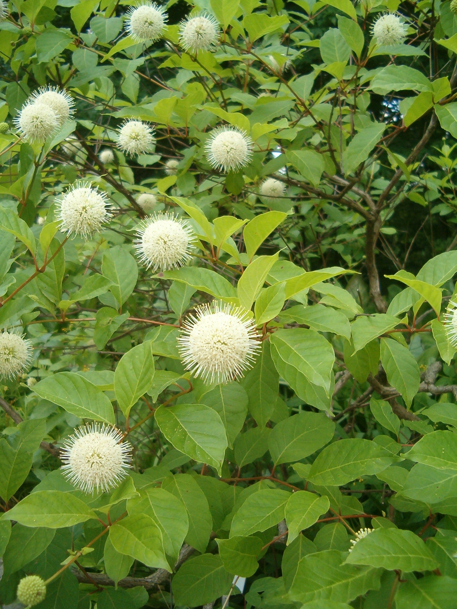 Cephalanthus Occidentalis | Emerald Plants