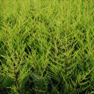 Cupressus Wilma | Emerald Plants