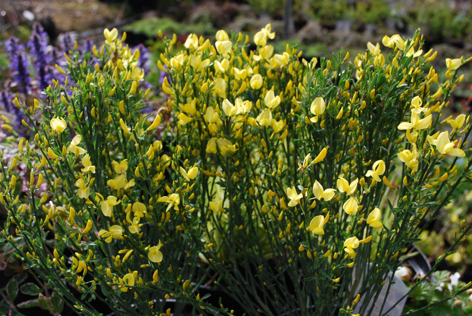 Cytisus Allgold | Emerald Plants