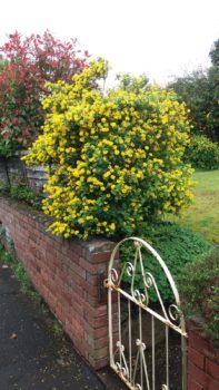 5 Vibrant Summer Shrubs to Brighten Your UK Garden - Emerald Plants