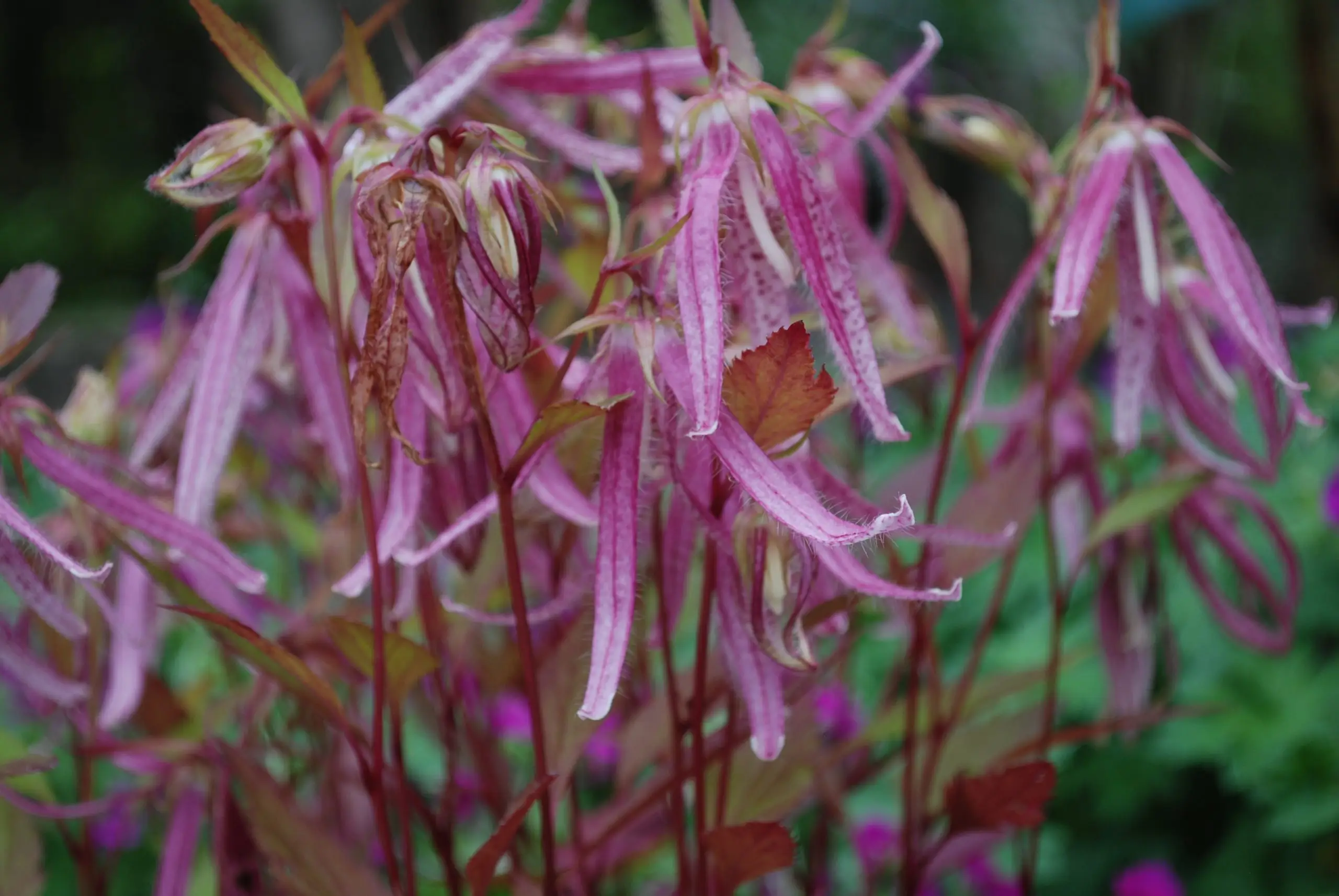 Campanula Pink Octopus | Emerald Plants