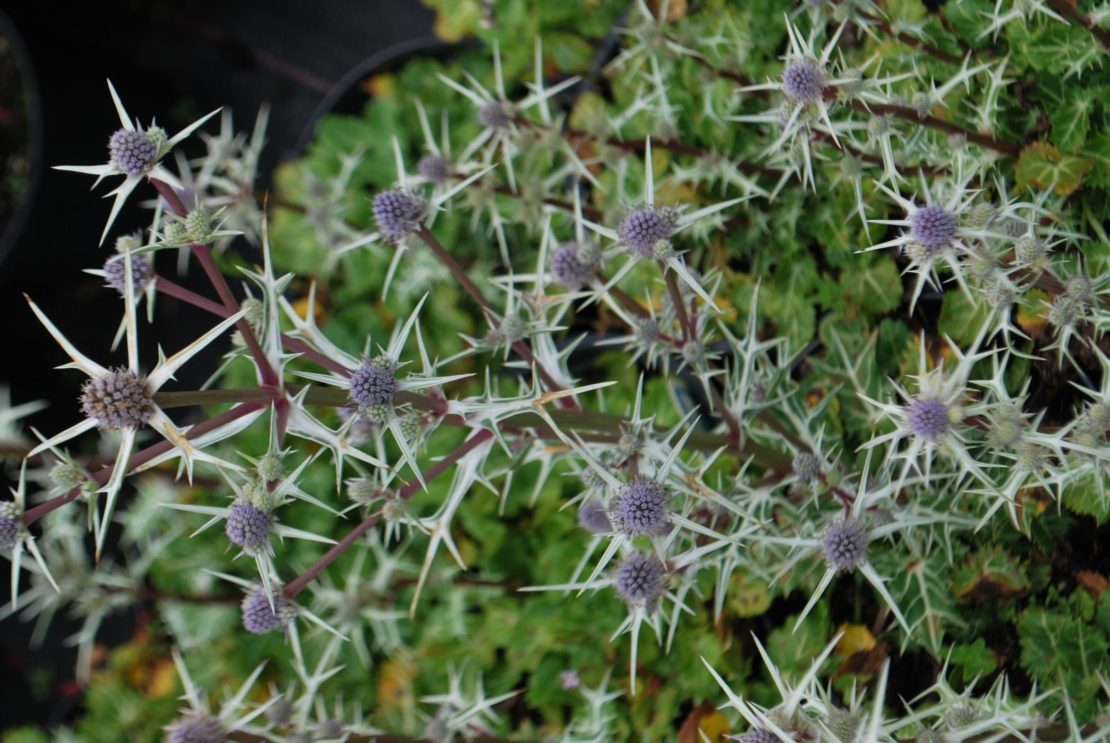Eryngium Variifolium | Emerald Plants