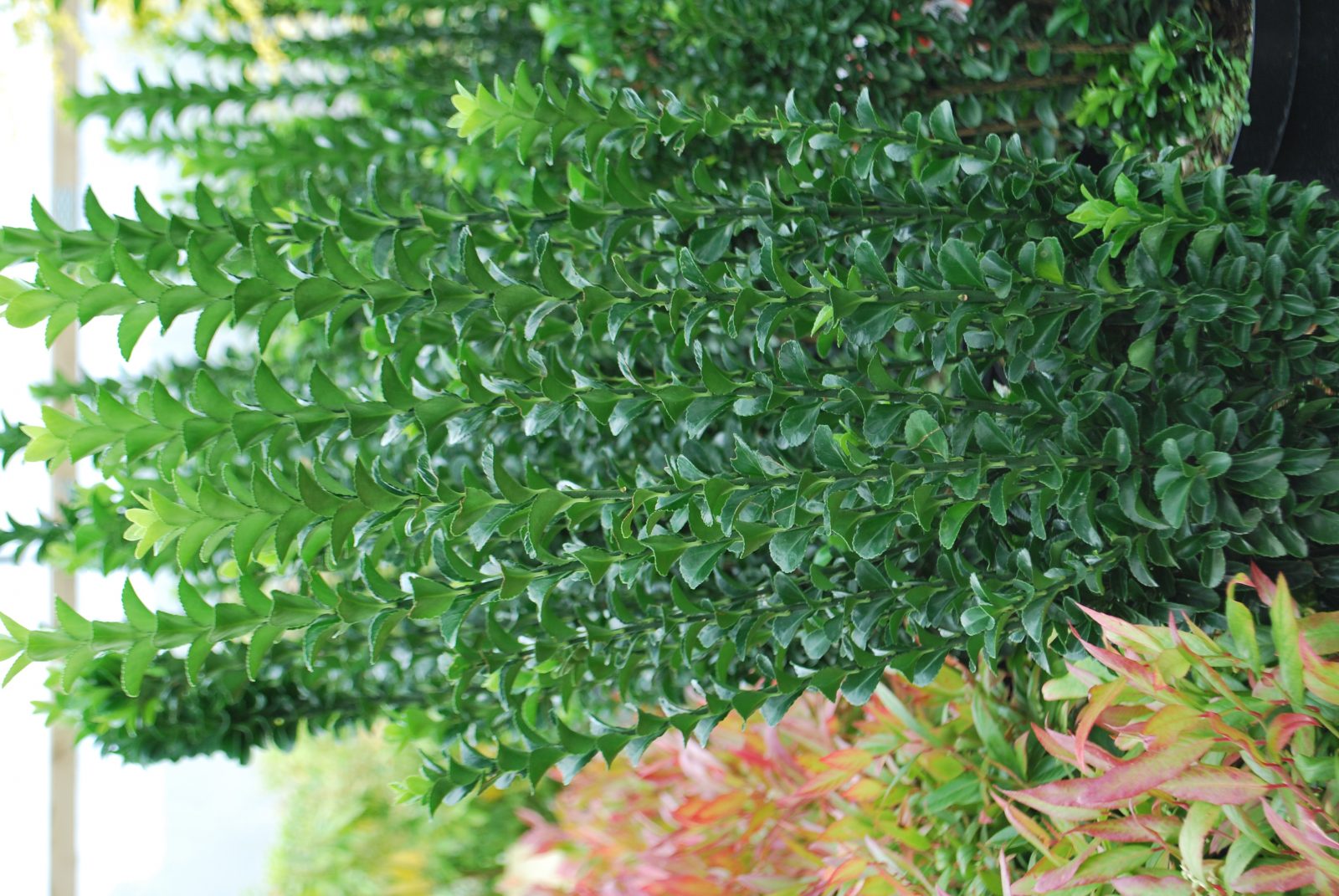 Euonymus Green Rocket | Emerald Plants