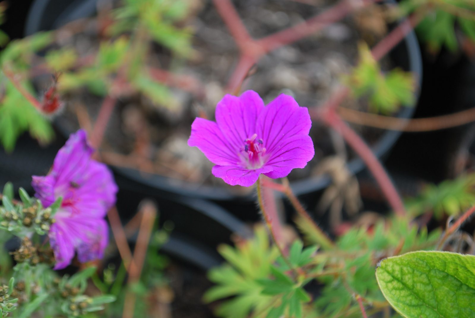Geranium Tiny Monster | Emerald Plants