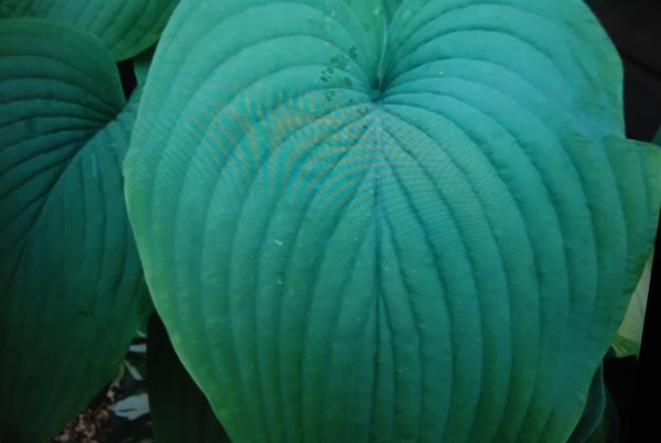 Hosta T Rex | Emerald Plants