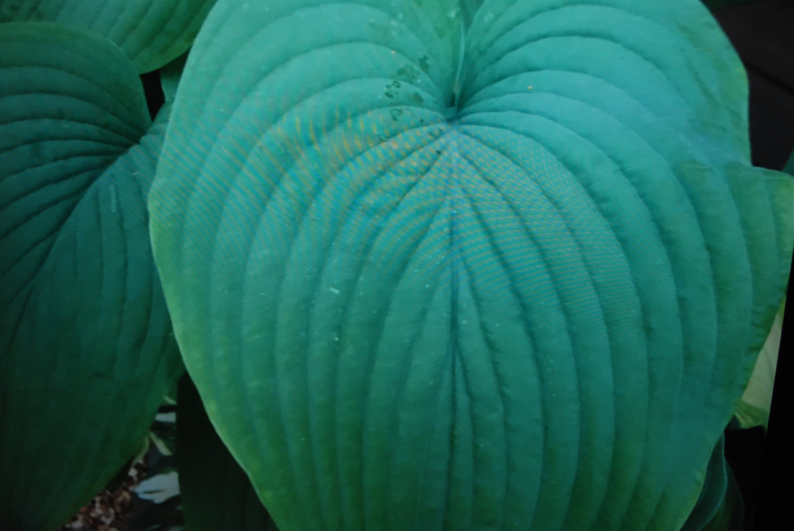 Hosta T Rex | Emerald Plants