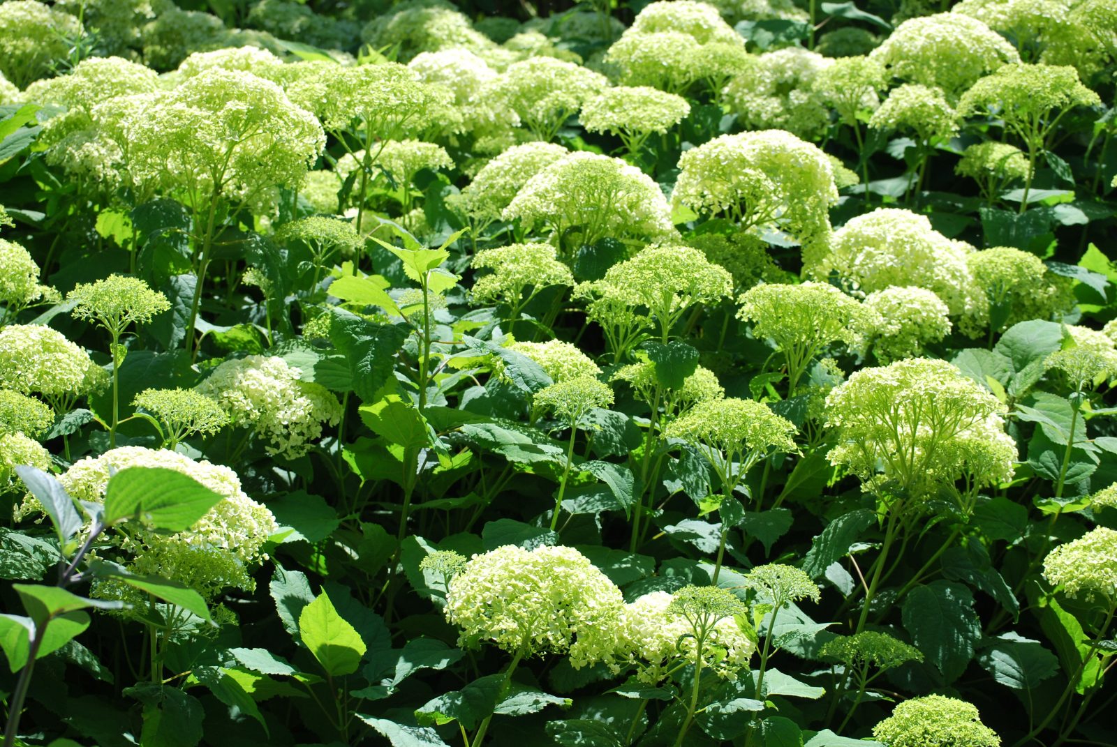 Hydrangea Arborescens Annabelle | Emerald Plants