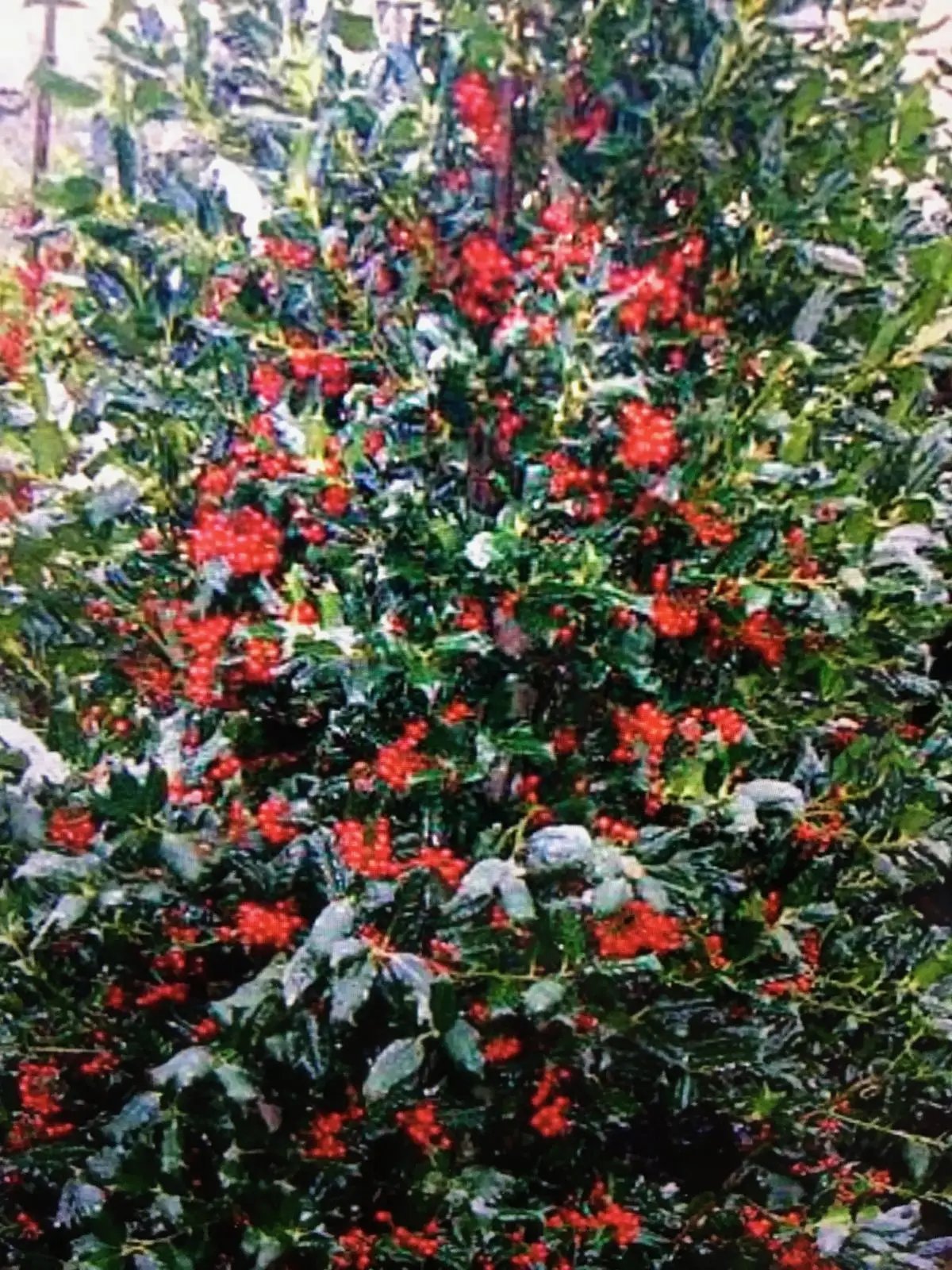 Ilex J.C. Van Tol – A Beautiful Holly | Emerald Plants