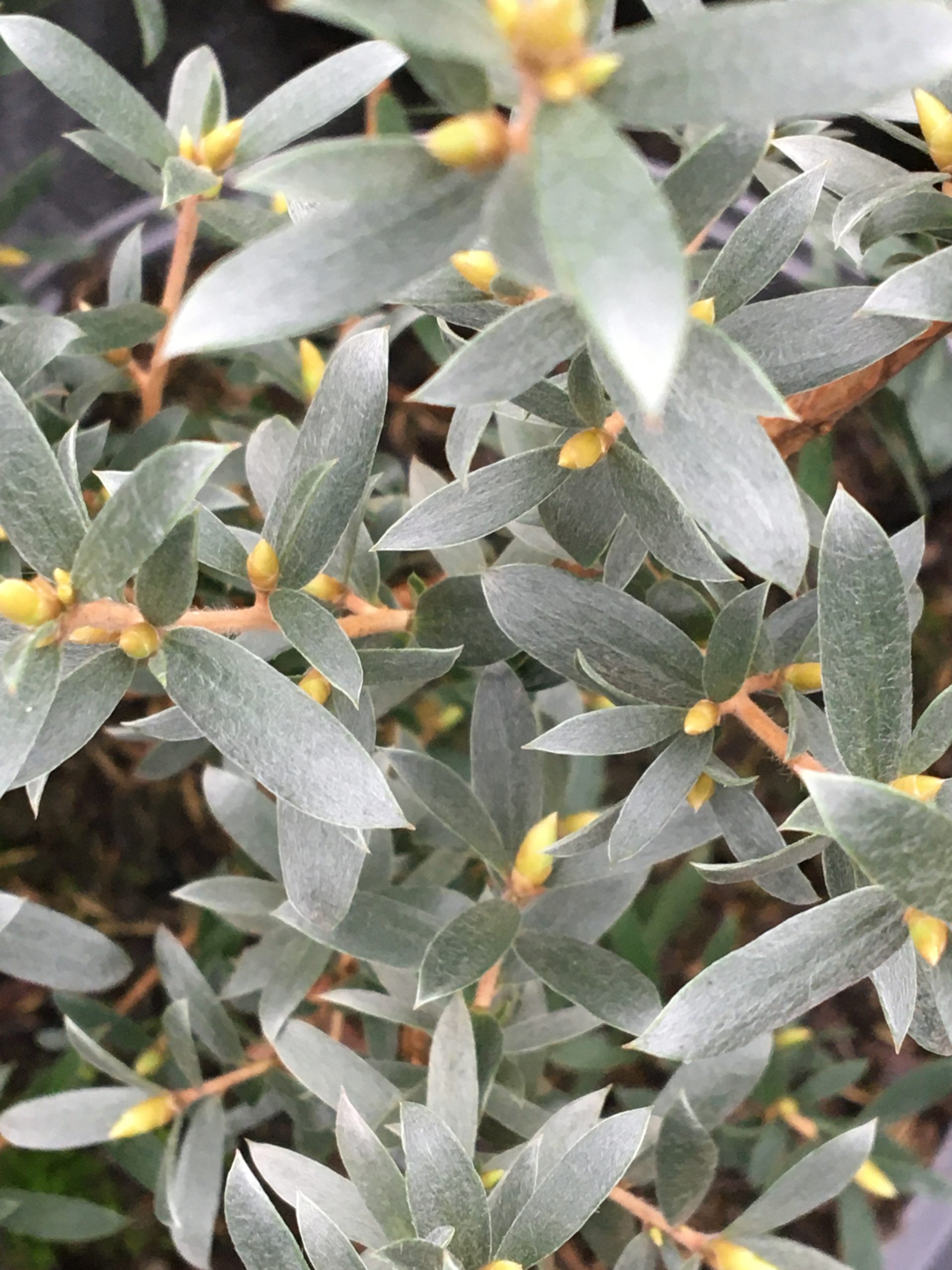 Leptospermum Silver Sheen | Emerald Plants