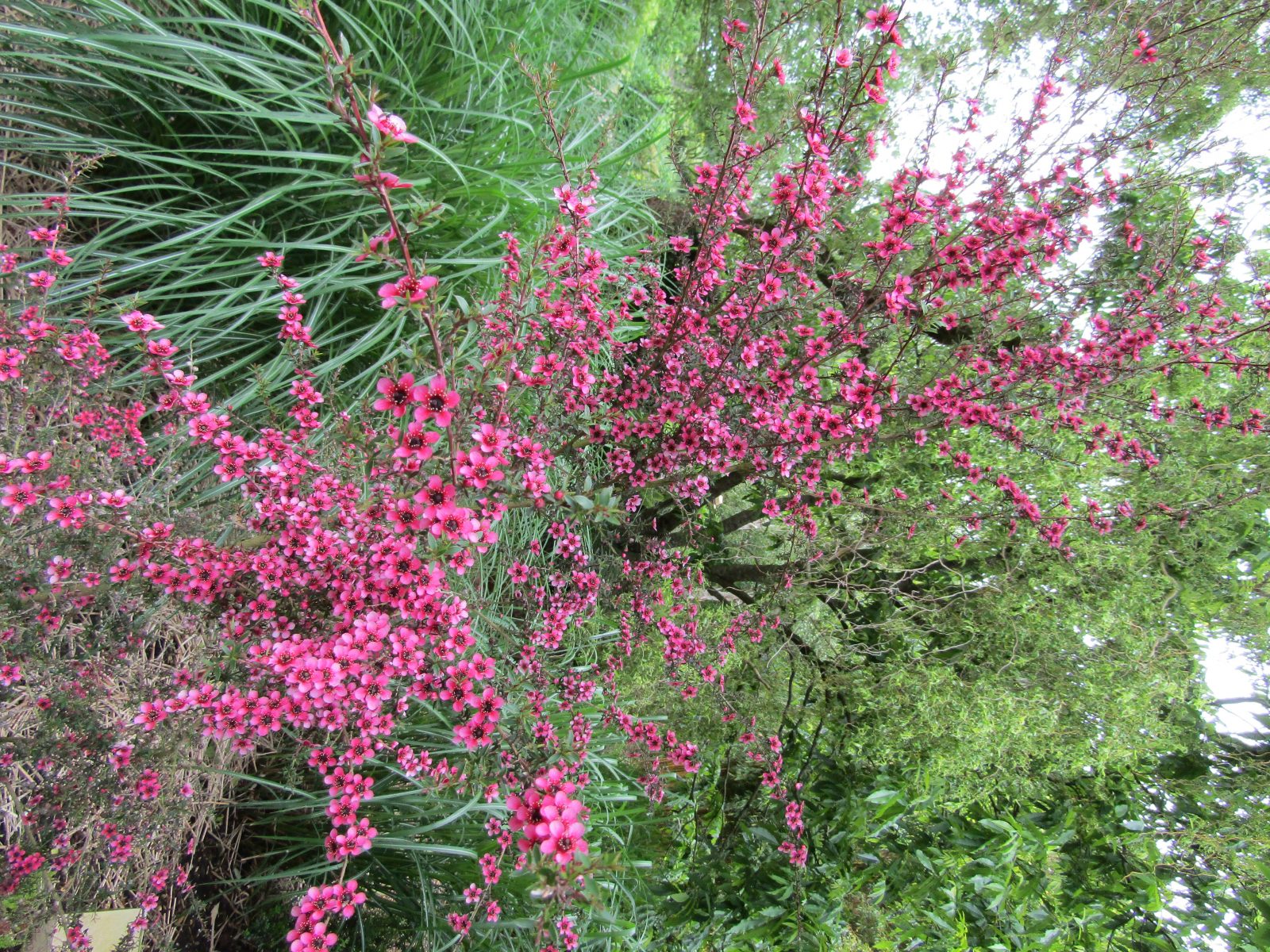 Leptospermum Nanum Kiwi | Emerald Plants