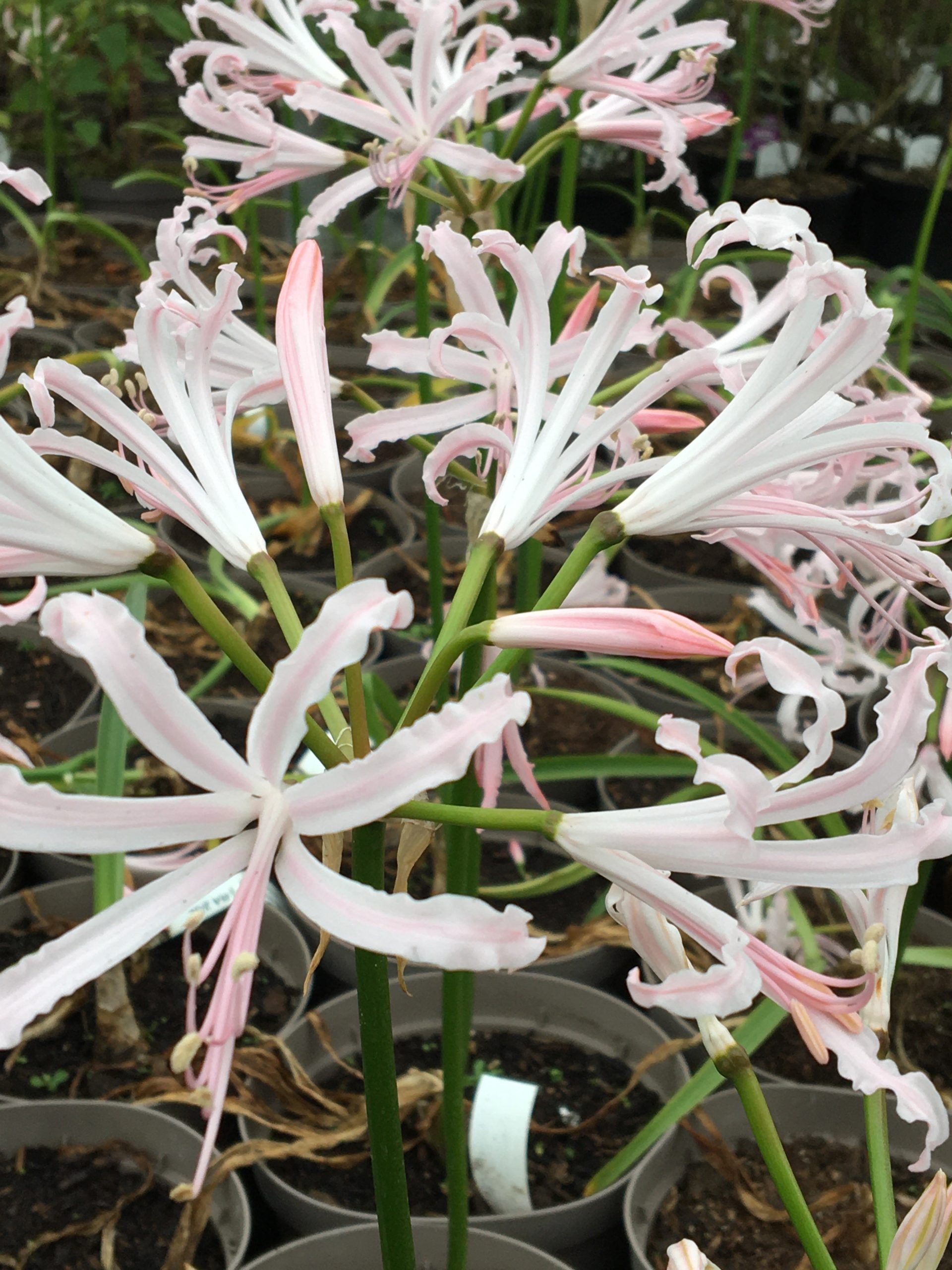 Nerine Bowdenii Stefanie | Emerald Plants