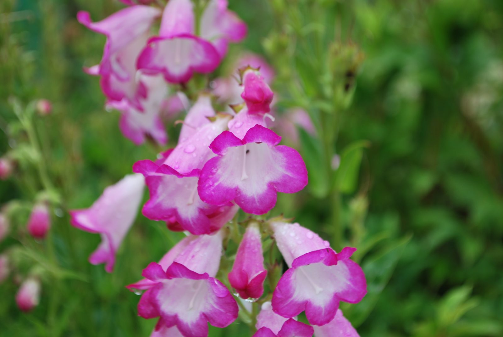Penstemon Laura | Emerald Planta