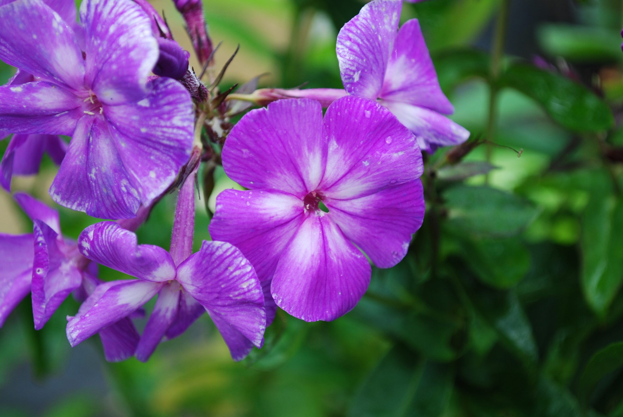 Phlox Paniculata Purple Kiss | Emerald Plants