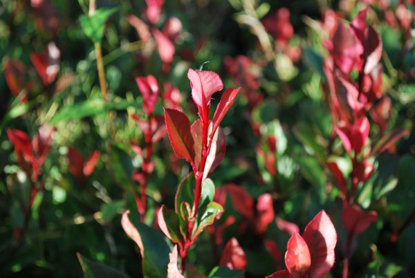 Photinia Little Red Robin | Emerald Plants
