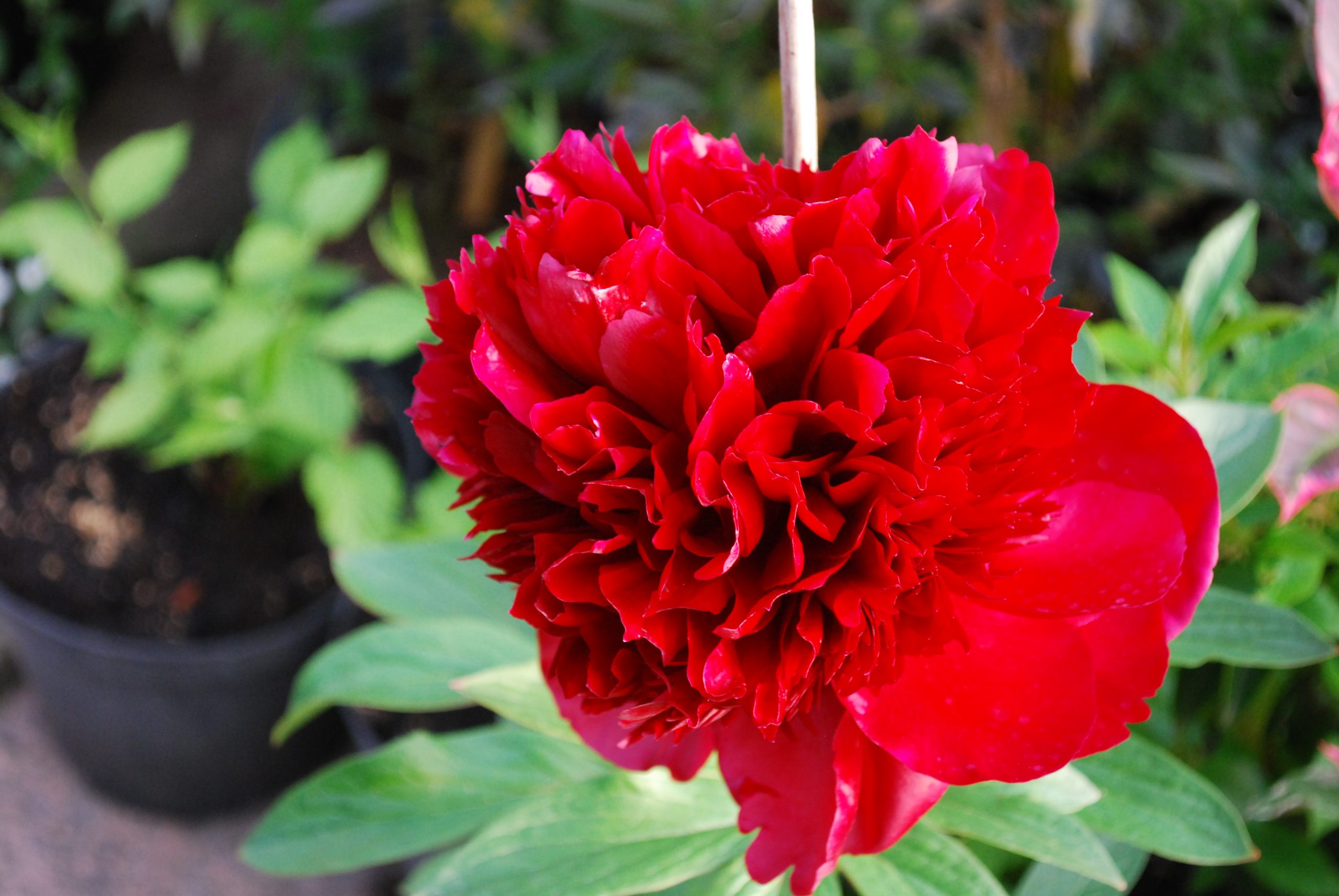 Paeonia Red Charm | Emerald Plants