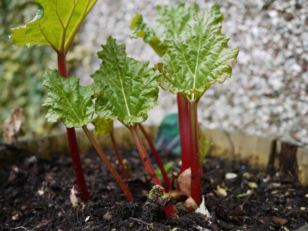 Rhubarb Victoria | Emerald Plants