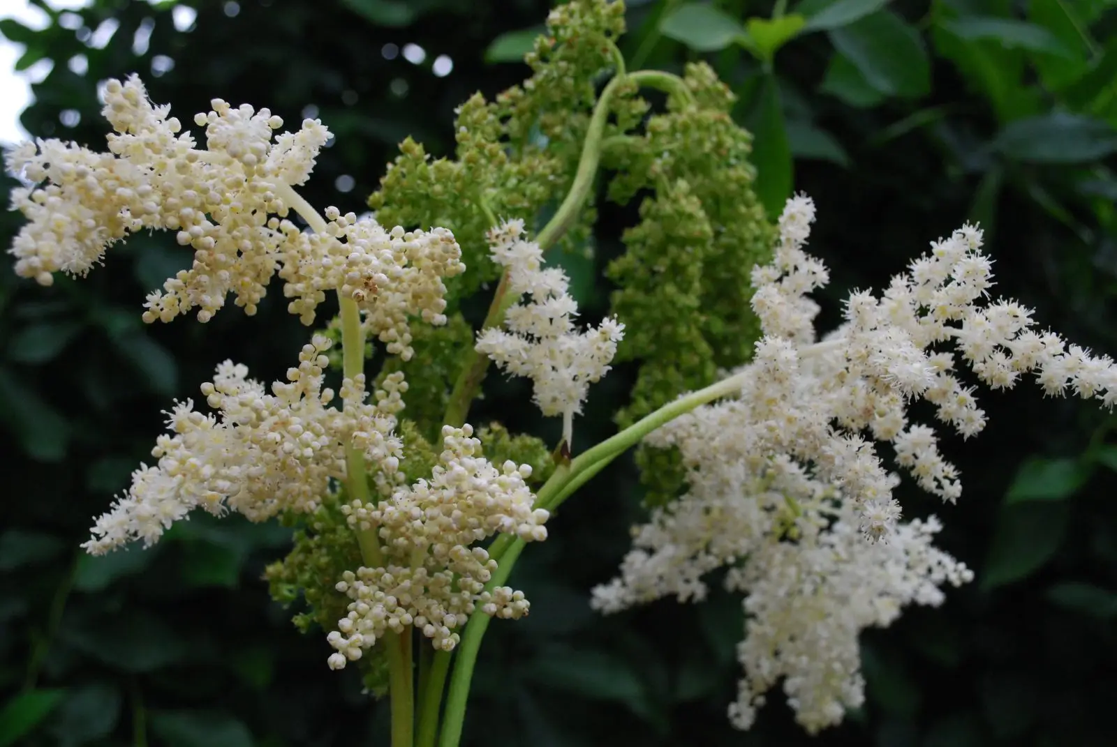 Rodgersia Tabularis | Emerald Plants
