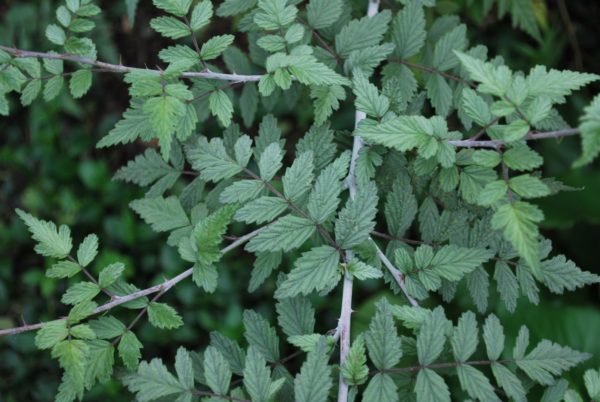 Rubus Thibetanus Silver Fern | Emerald Plants