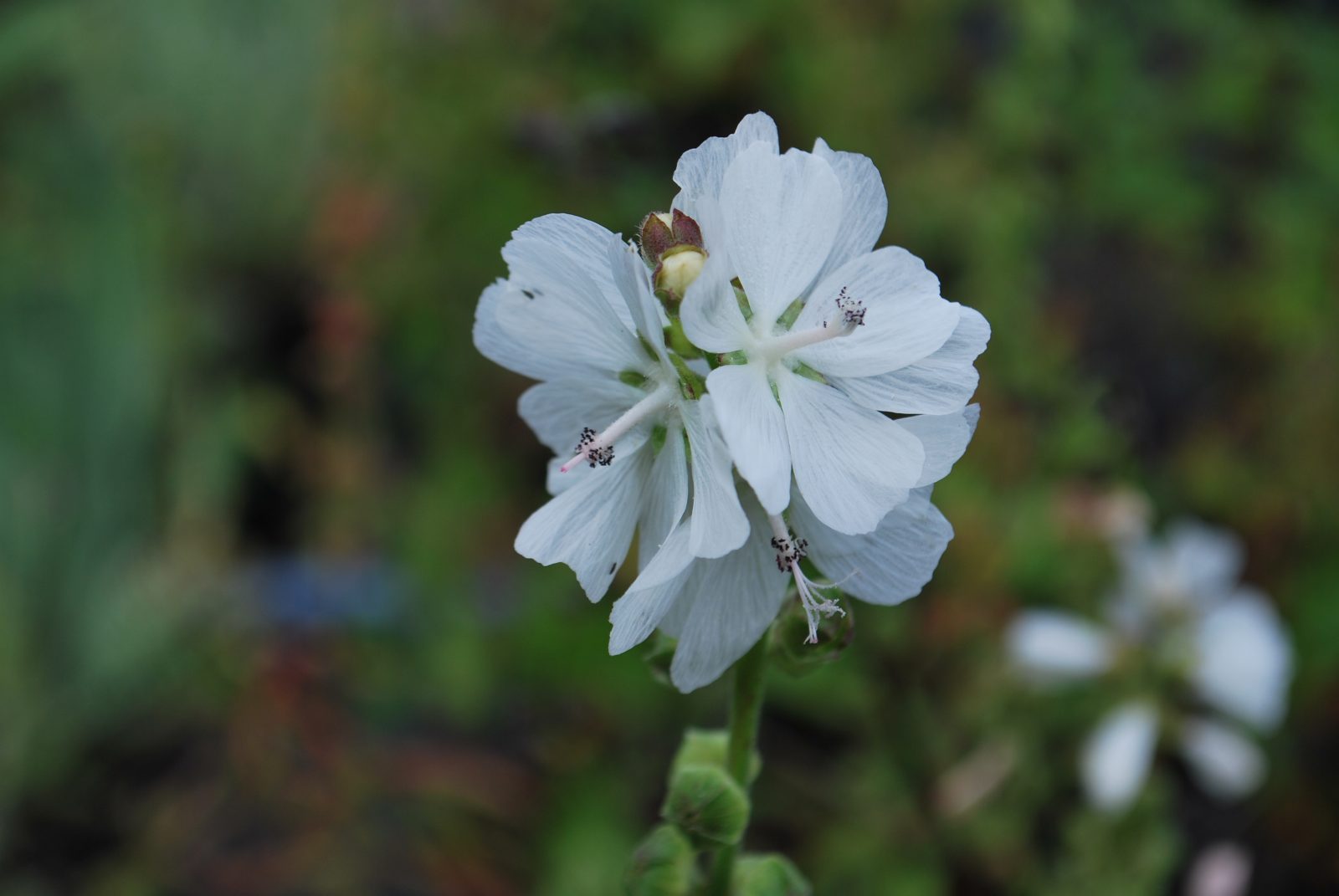 Sidalcea Candida Prairie Mallow Perennial Emerald Plants