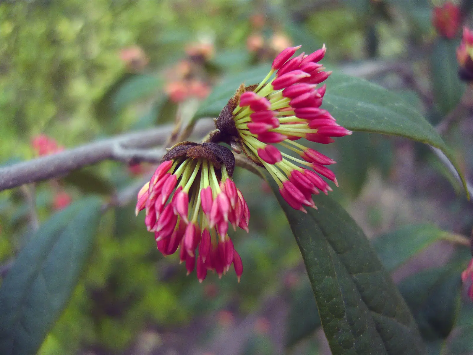 Sycopsis Sinensis | Emerald Plants