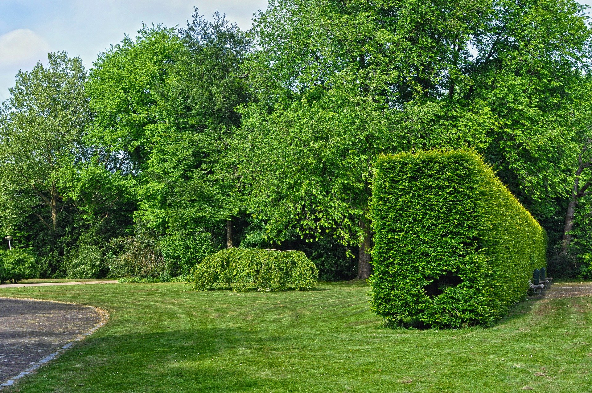 Plants To Create Hedges | Emerald Plants