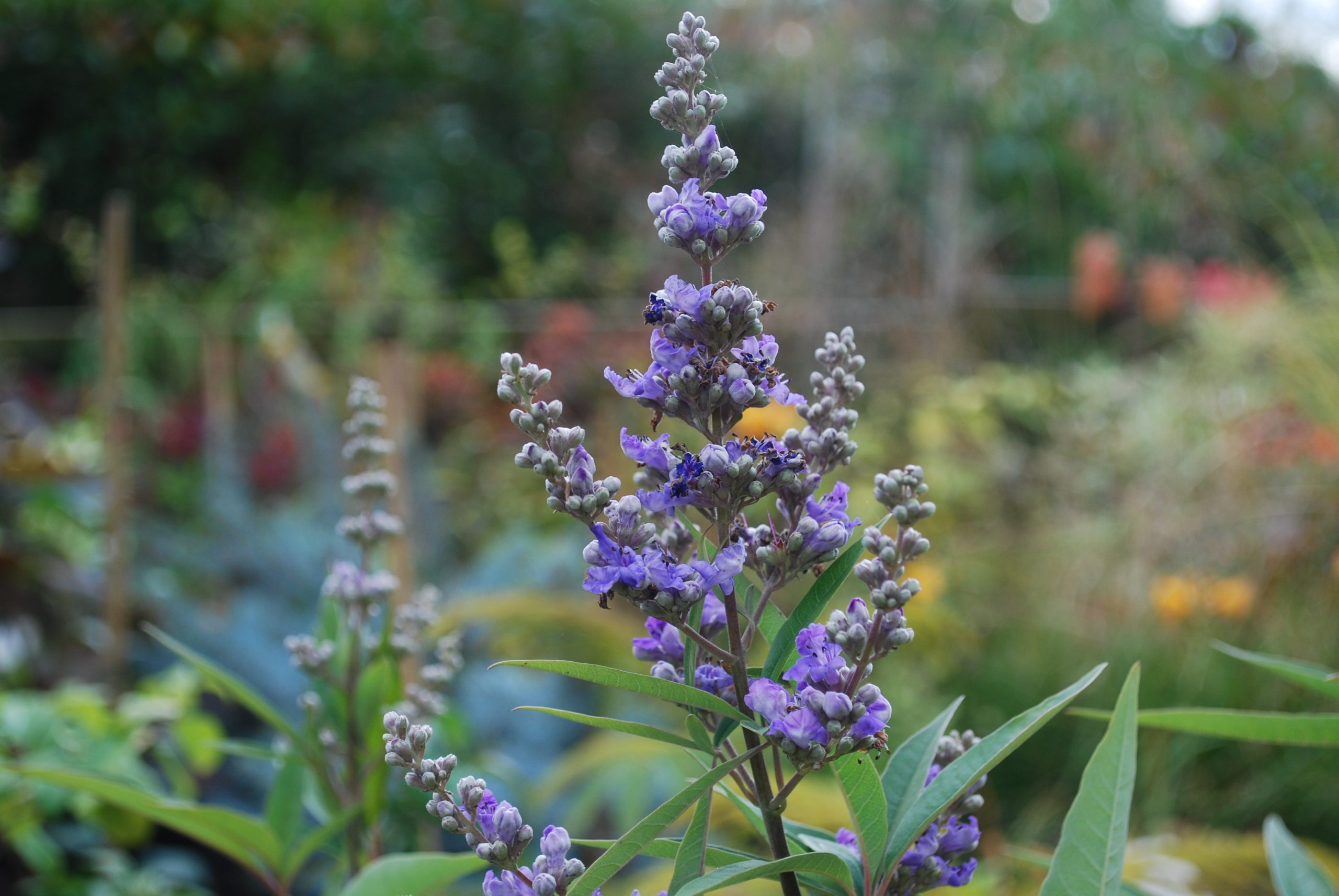 Vitex Agnus Castus | Emerald Plants